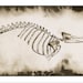 Narwhal Illustration Fine Art Print, Narwhal Skeleton, Bones Art ...