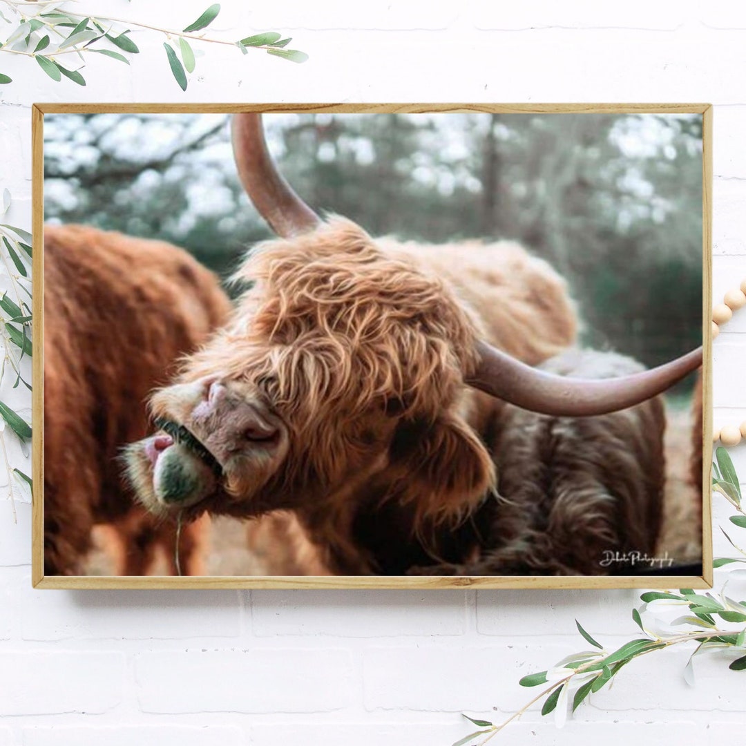 Highland Cow Print Highland Cow Farmhouse Cow Decor Cow Highland Cow ...