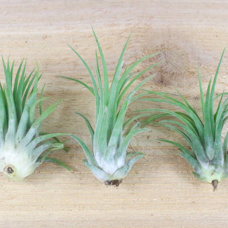 Jewelry for Air Plants - Etsy