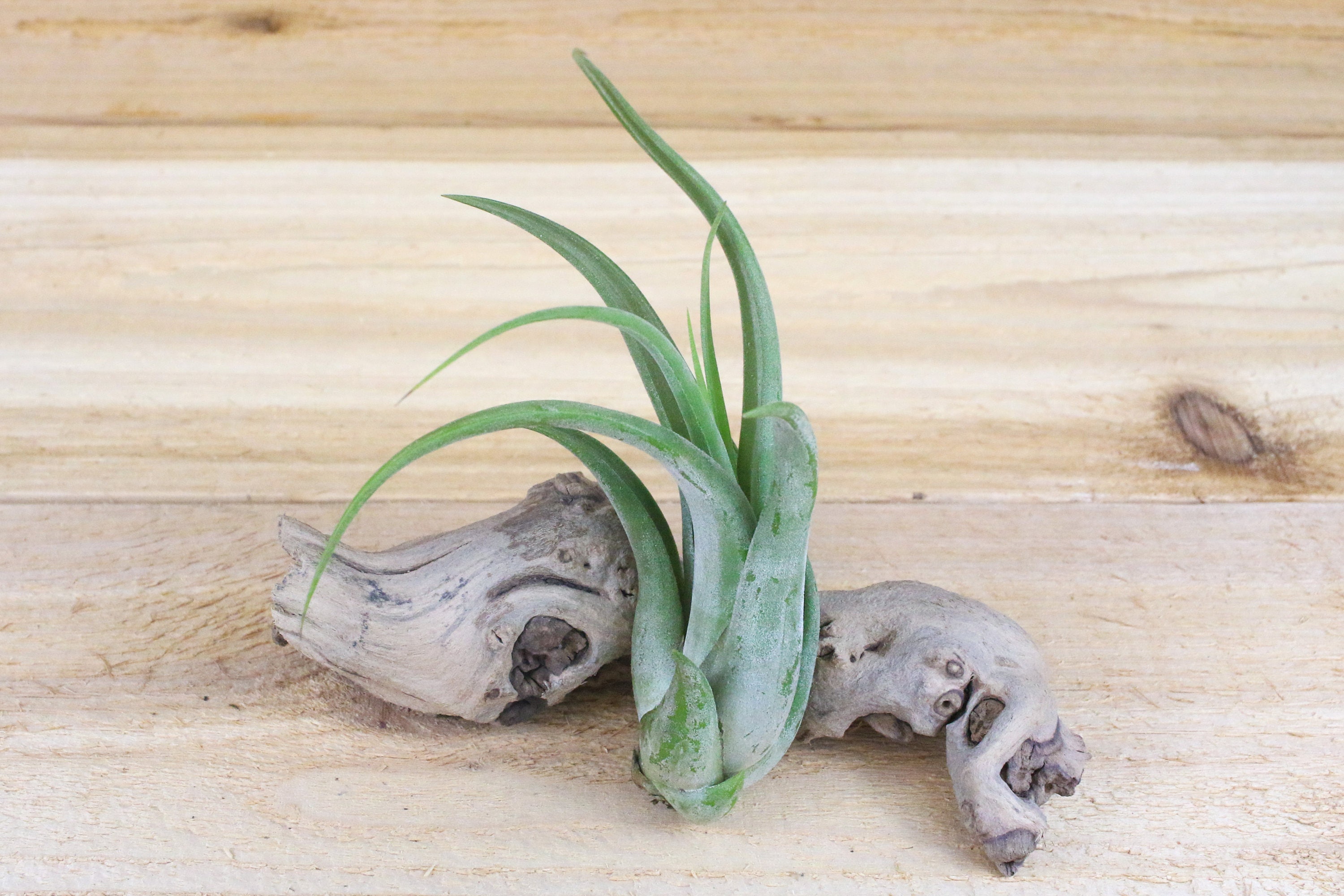 Circinata Air Plants 30 Day Air Plant Guarantee Fast - Etsy