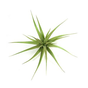 Tillandsia Aeranthos Air Plant - Carnation of the Air - 30 Day ...