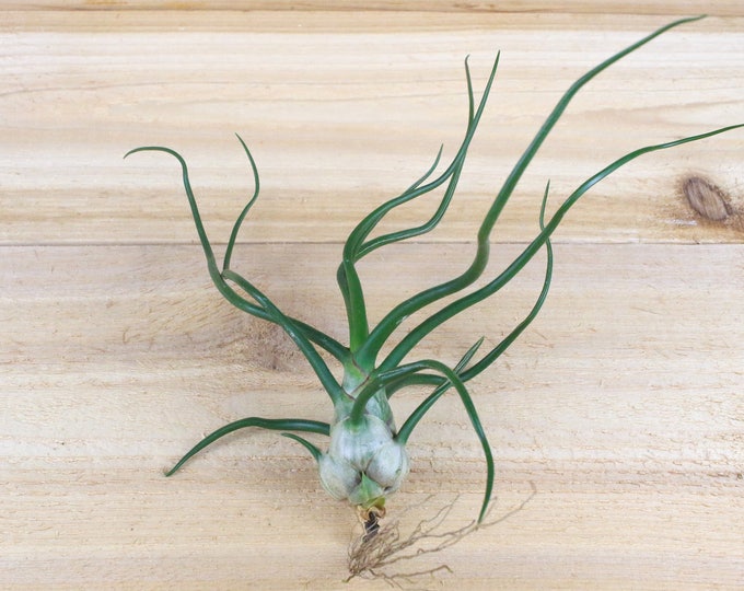Tillandsia Bulbosa ‘ Alíen Air Plant ‘ - Etsy