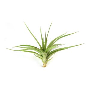Tillandsia Aeranthos Air Plant - Carnation of the Air - 30 Day ...