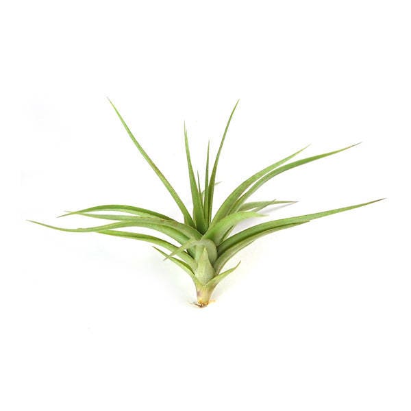 Tillandsia Aeranthos Air Plant Carnation of the Air 30 Day - Etsy