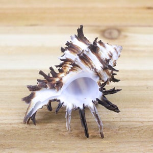 Set of 3 Longspine Murex Shells With Air Plants - 30 Day Air Plant ...