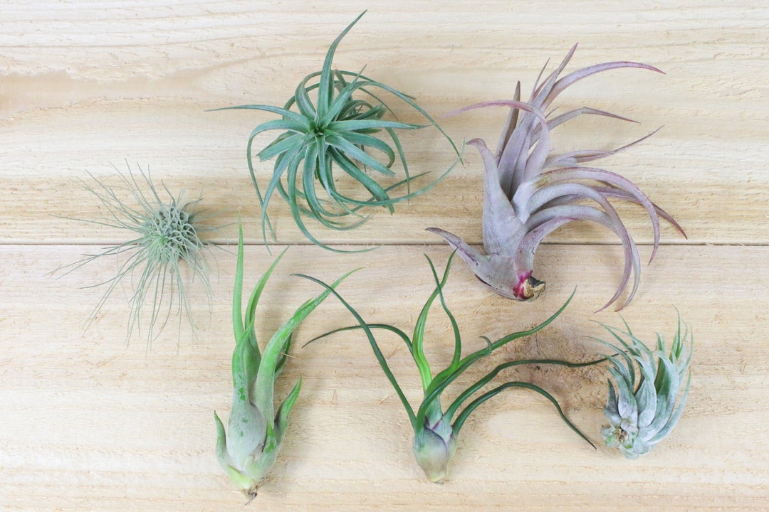 6 Pack of Small & Medium Assorted Tillandsia Air Plants - 30 Day ...
