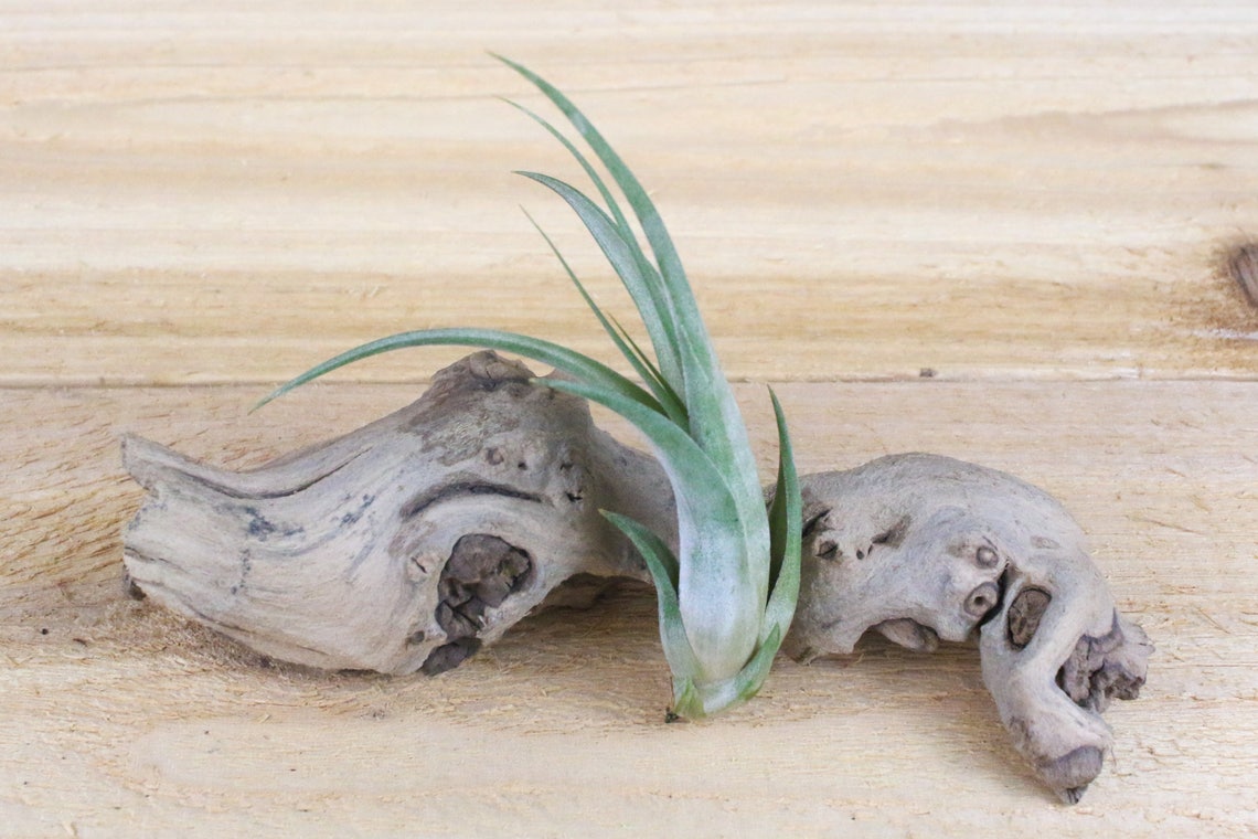 5 Pack of Circinata Air Plants 30 Day Air Plant Guarantee - Etsy