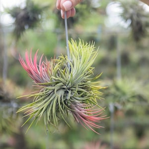 Tillandsia Ionantha Rubra Hanging Clusters With Wire Hook - 30 Day Air ...