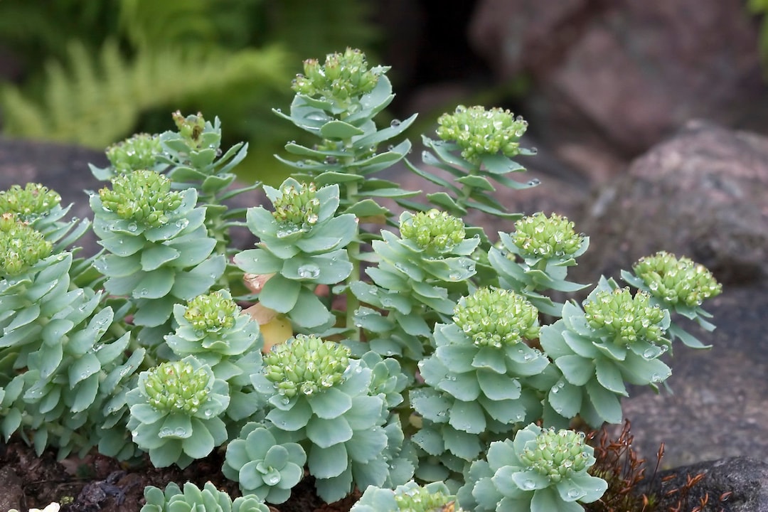 50 Rhodiola Rosea Seeds Golden Root, Rose Root, Roseroot - Etsy