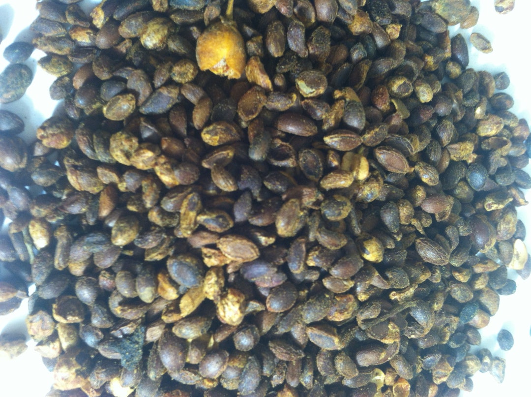 500 Grams Celastrus Paniculatus Seeds Wildharvested India - Etsy