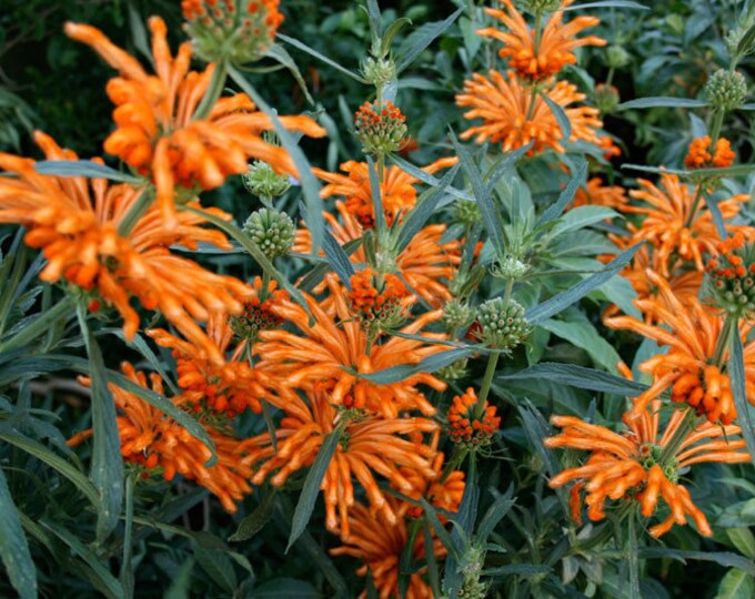 Leonotis Leonurus 20 Seeds Lion's Tail Wild Dagga - Etsy