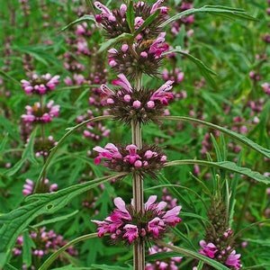 100 Siberian Motherwort Seeds (leonurus Sibiricus) - Etsy