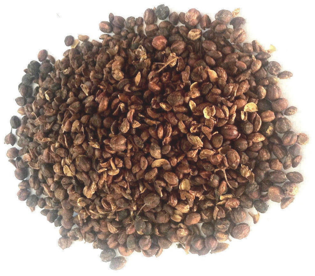 1 Oz. Celastrus Paniculatus Seeds Wildharvested India - Etsy