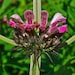 100 Siberian Motherwort Seeds (leonurus Sibiricus) - Etsy