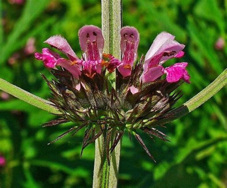 100 Siberian Motherwort Seeds (leonurus Sibiricus) - Etsy
