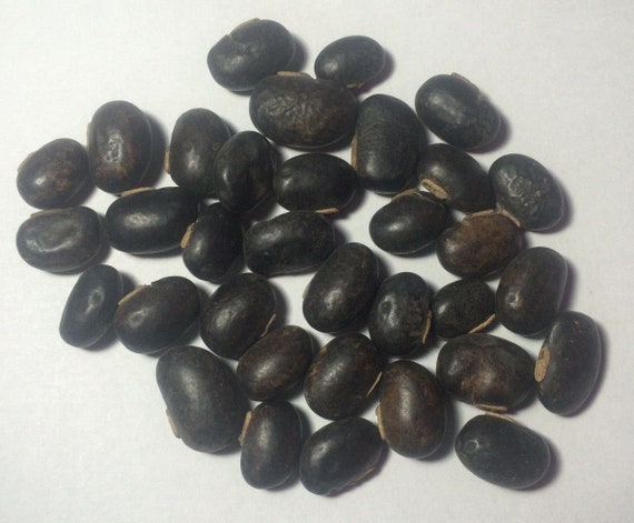 1 Oz. Raw Mucuna Pruriens Seeds Velvet Bean Wildharvested - Etsy