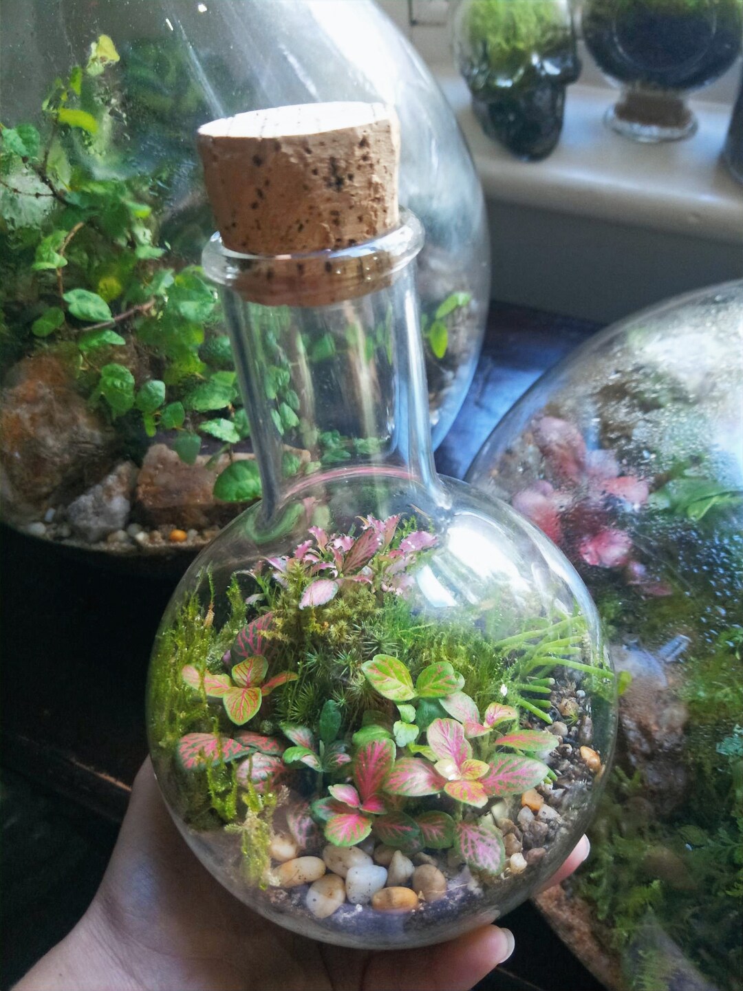 DIY Terrarium Starter Kit - Indoor Gardener Gift Hamper Pack With ...
