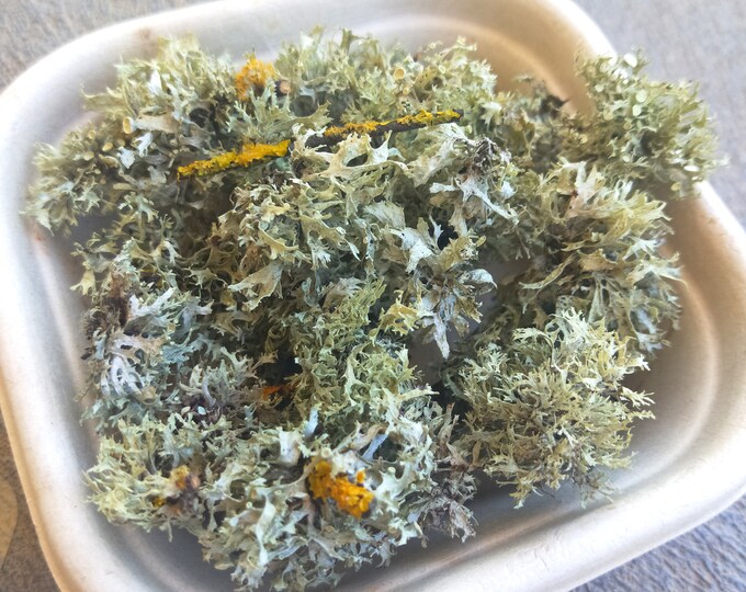 Preserved Lichen Pack - Natural Craft Supplies Vase Filler - Etsy
