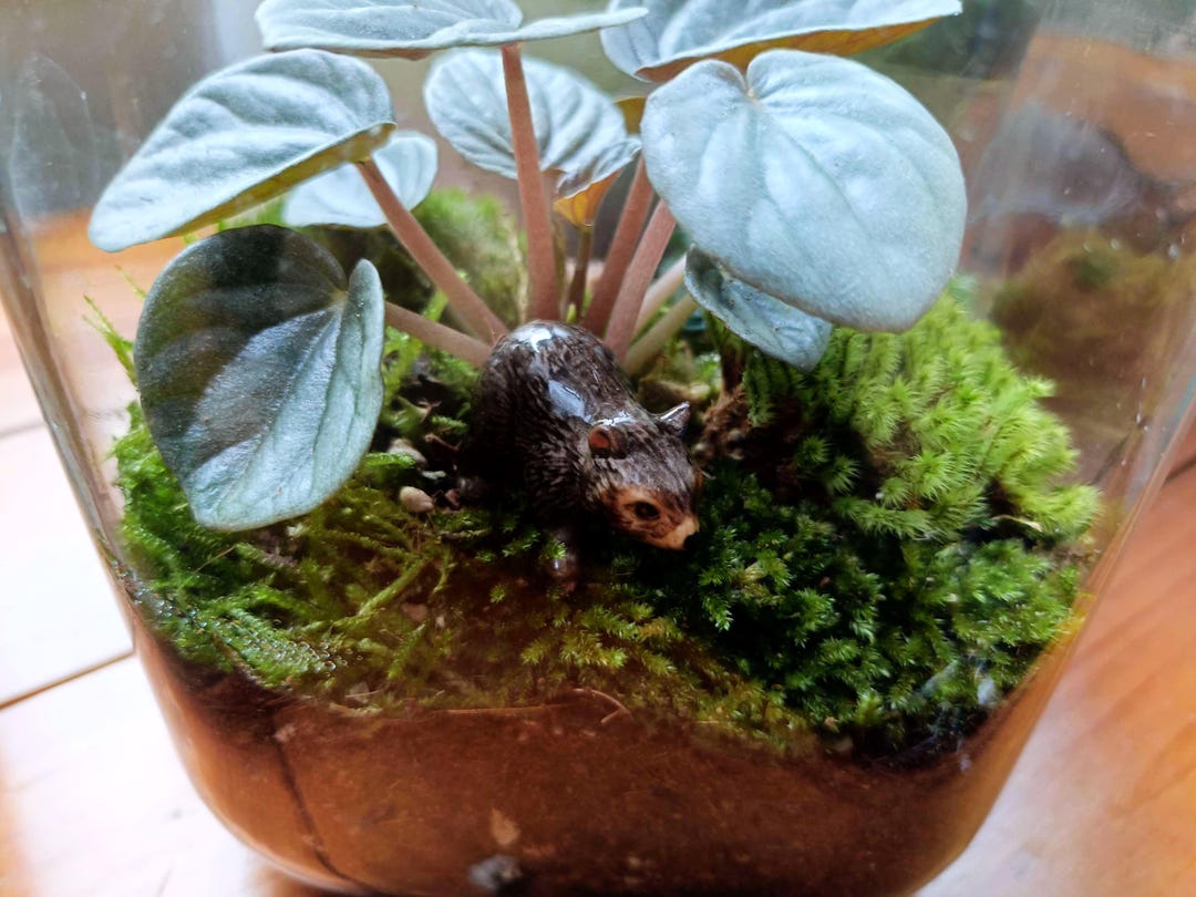 Miniature Ceramic Australian Wombat Figurine for Fairy Garden ...