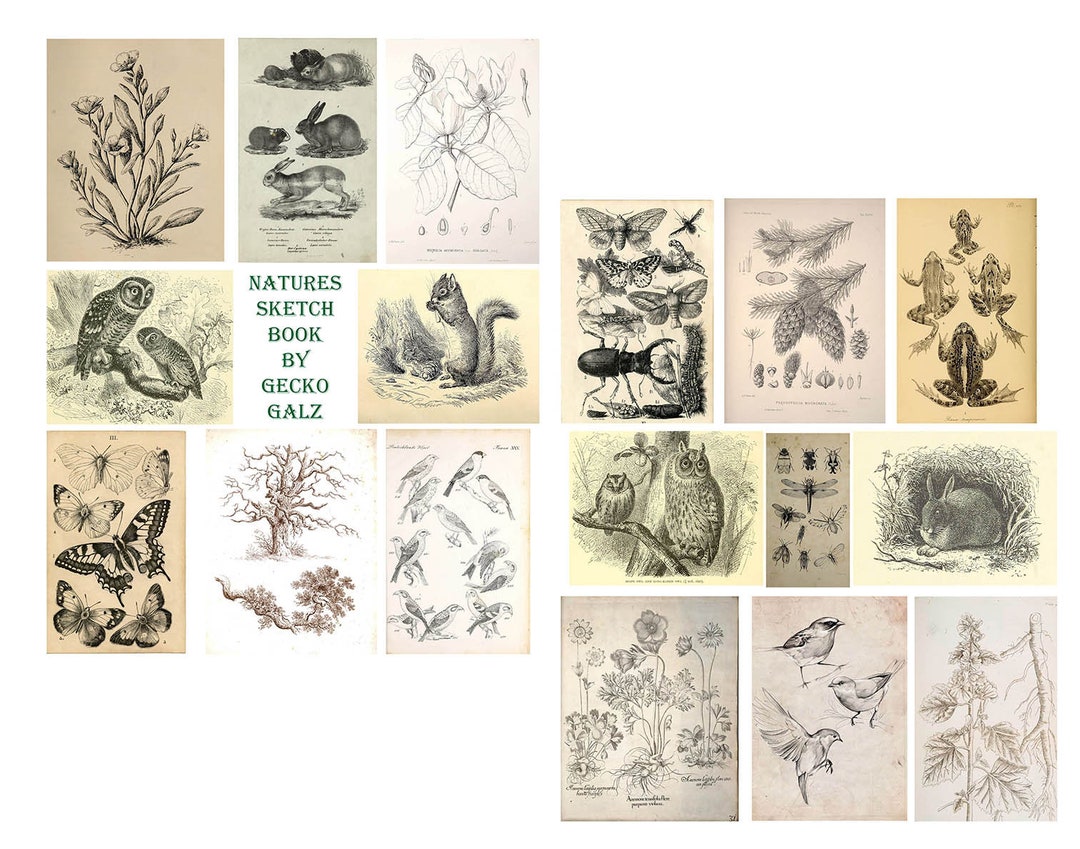 Natures Sketch Book Digital Collage Set - Etsy