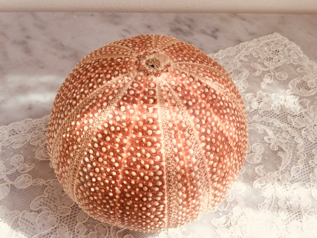 Urchin Fragrance Pomander Natural Channel Sea Display Shaker, Natural ...