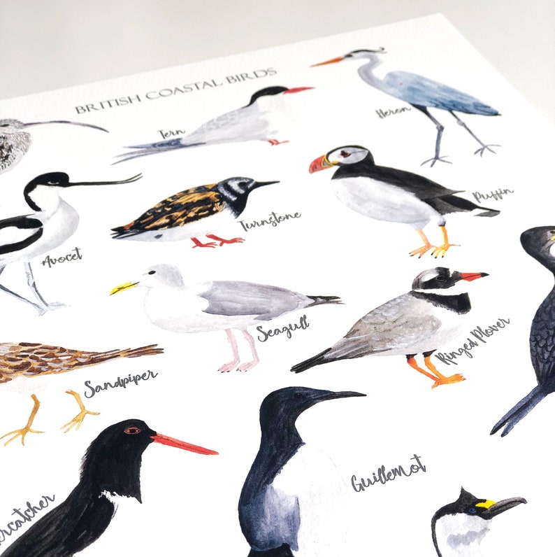 British Coastal Birds Print Bird Illustration Watercolour - Etsy UK