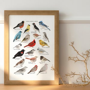 North American Birds Print - Watercolour Art Print - American Bird ...