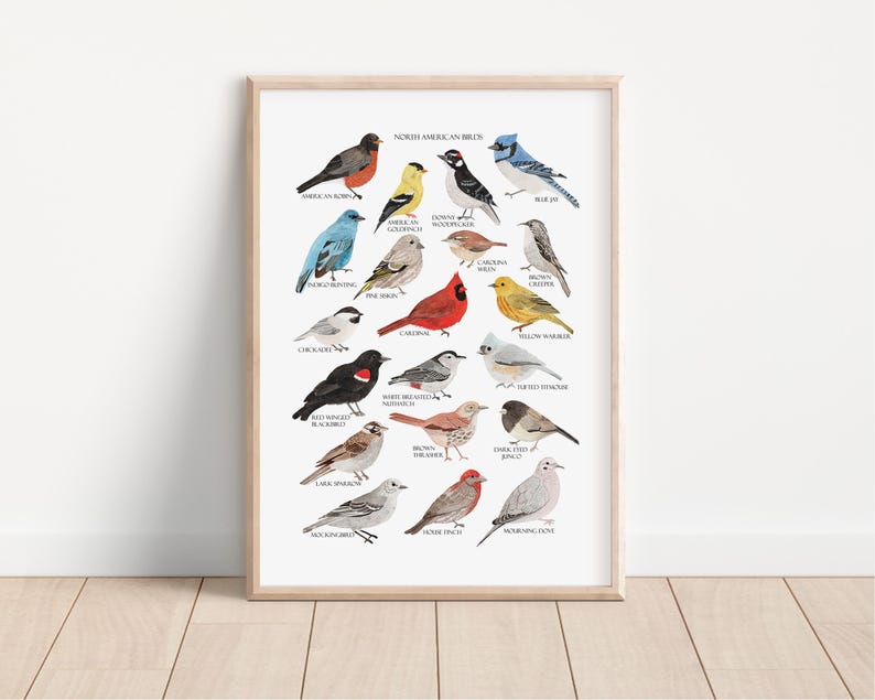 North American Birds Print - Watercolour Art Print - American Bird ...