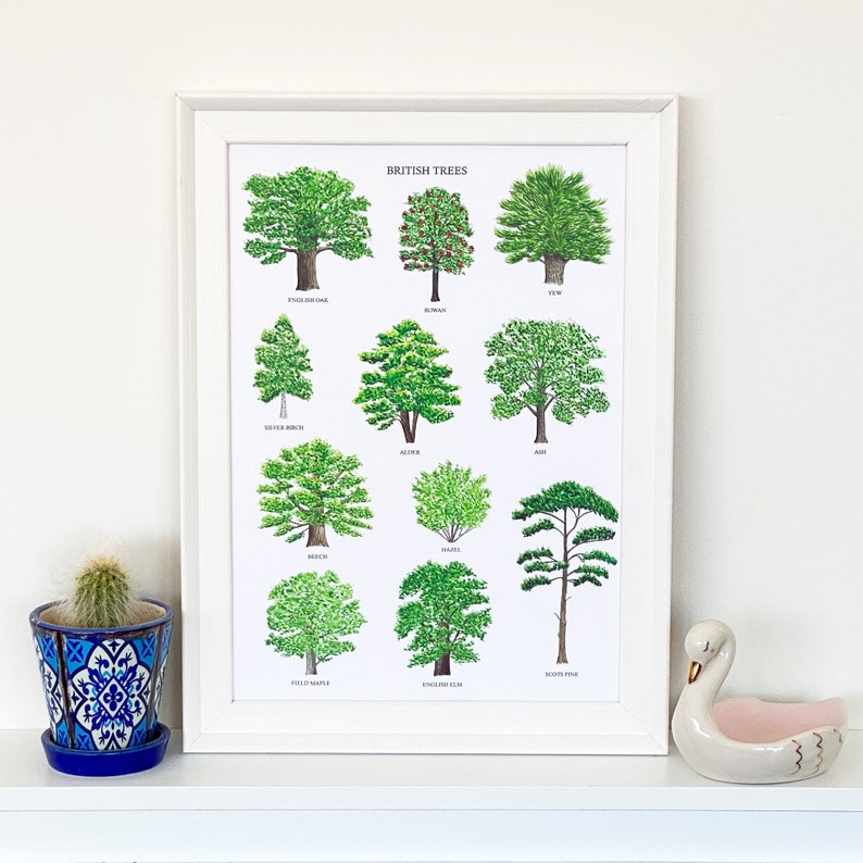 British Trees Print Watercolour Tree Print Tree Art Poster - Etsy