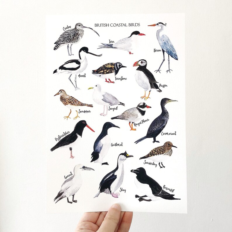 British Coastal Birds Print Bird Illustration Watercolour - Etsy UK