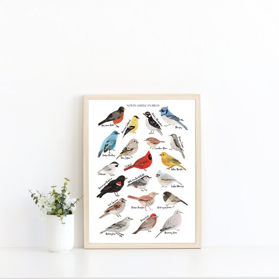 North American Birds Print Watercolour Art Print American - Etsy