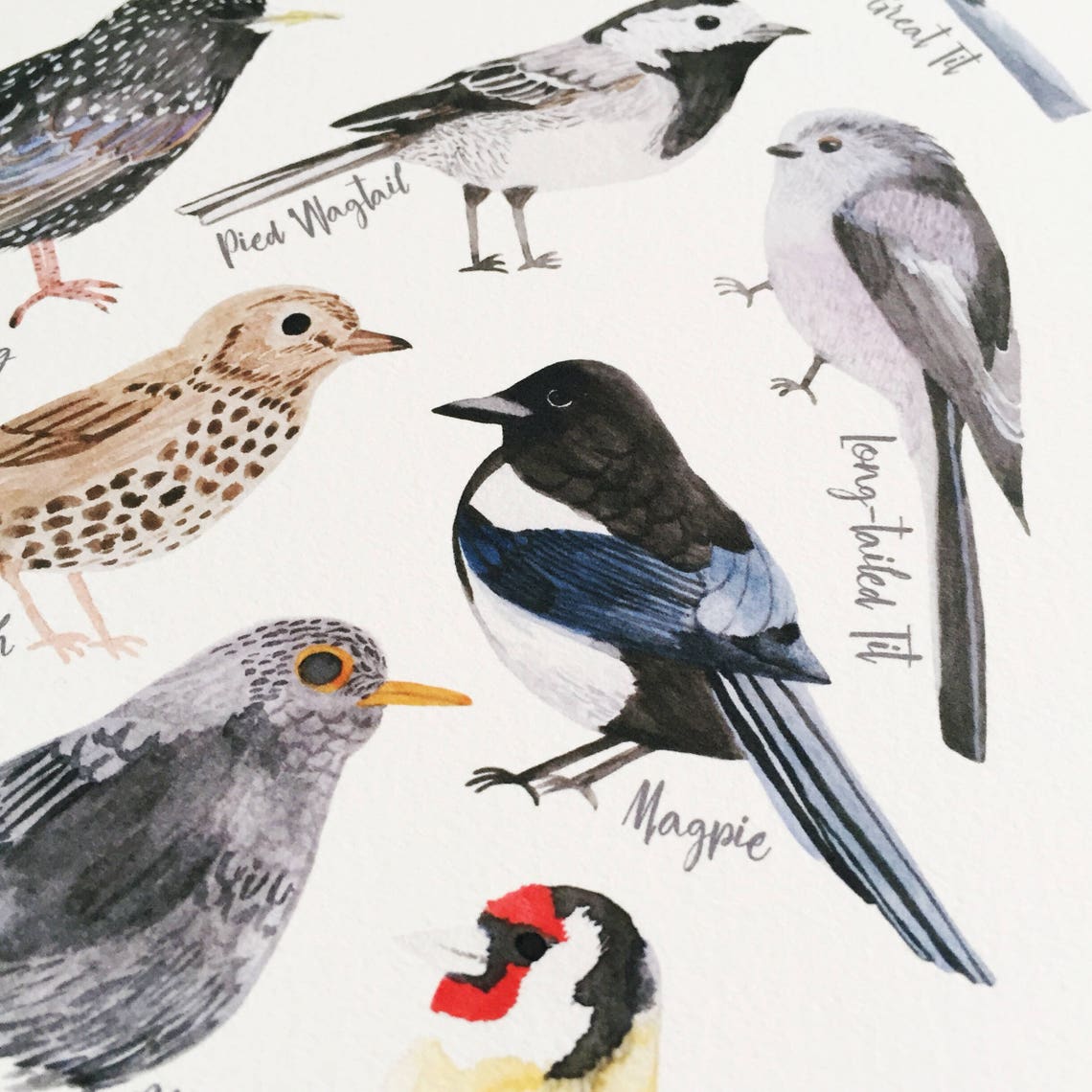 British Birds Print Watercolour Art Print British Nature | Etsy