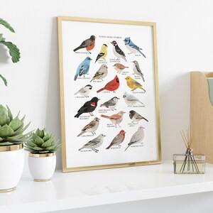 North American Birds Print - Watercolour Art Print - American Bird ...