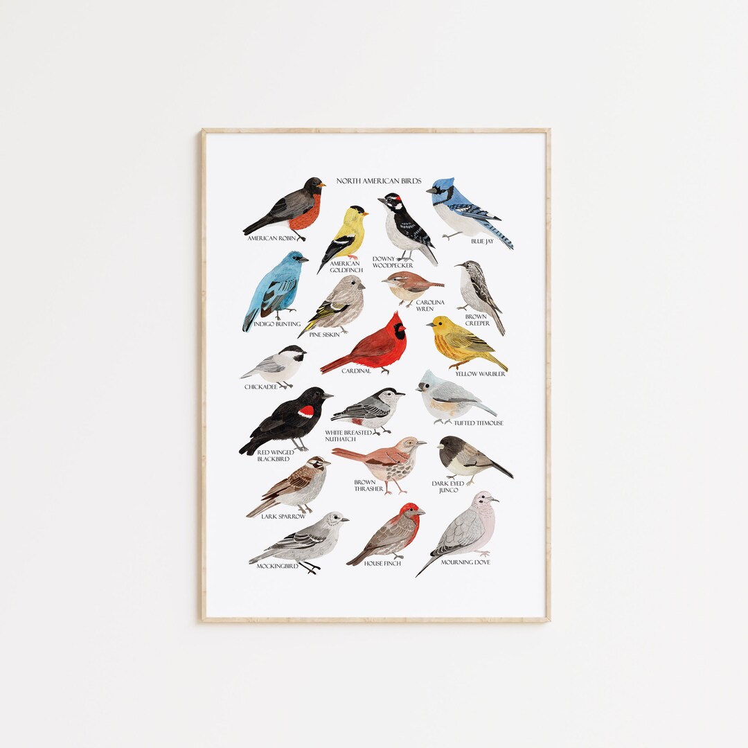 North American Birds Print Watercolour Art Print American - Etsy