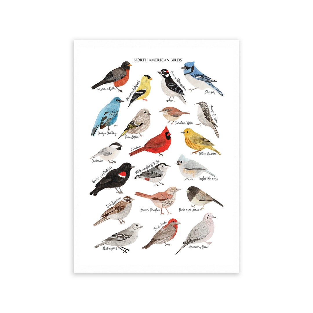 North American Birds Print Watercolour Art Print American Bird Print ...
