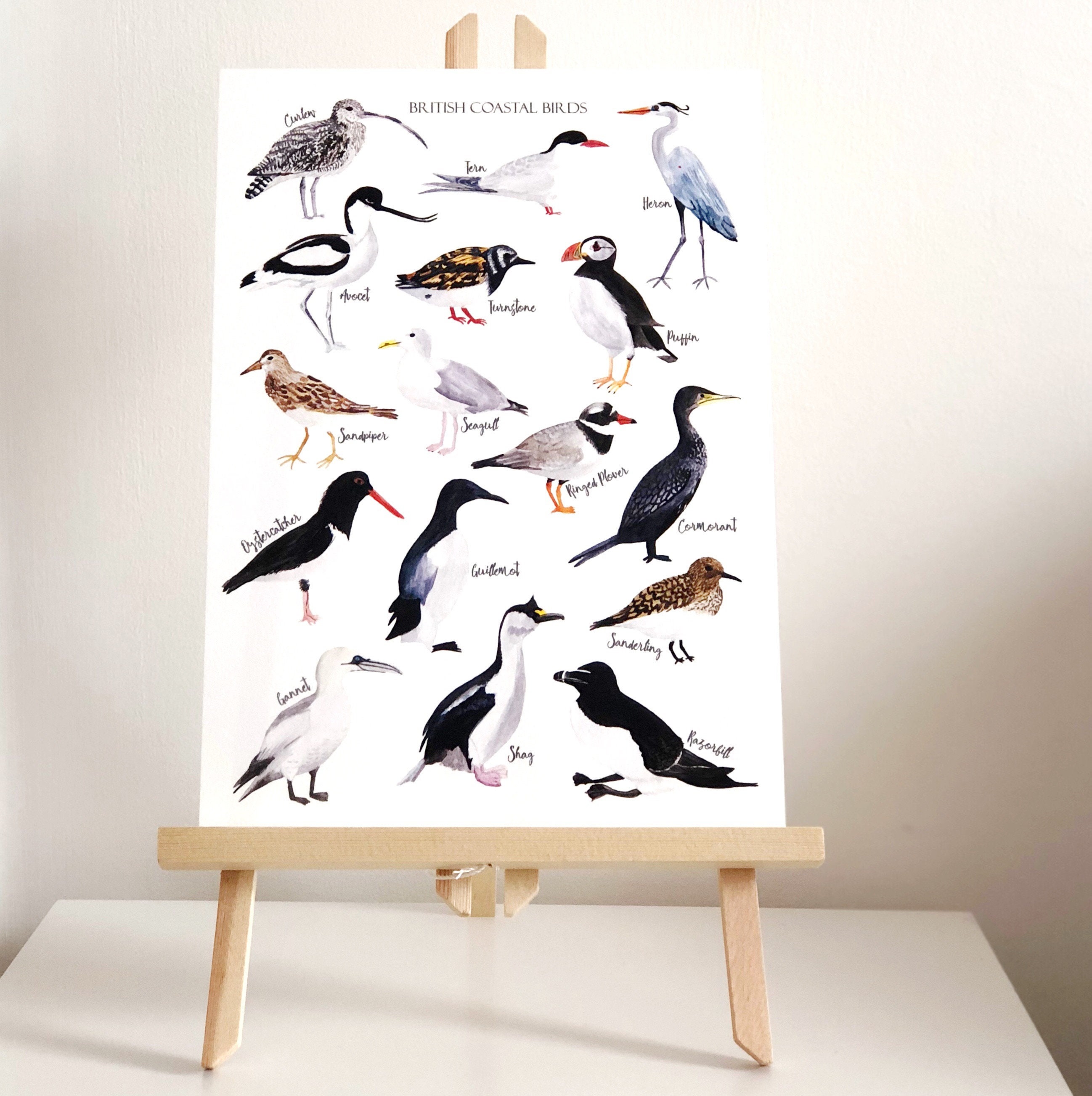 British Coastal Birds Print Bird Illustration Watercolour - Etsy UK