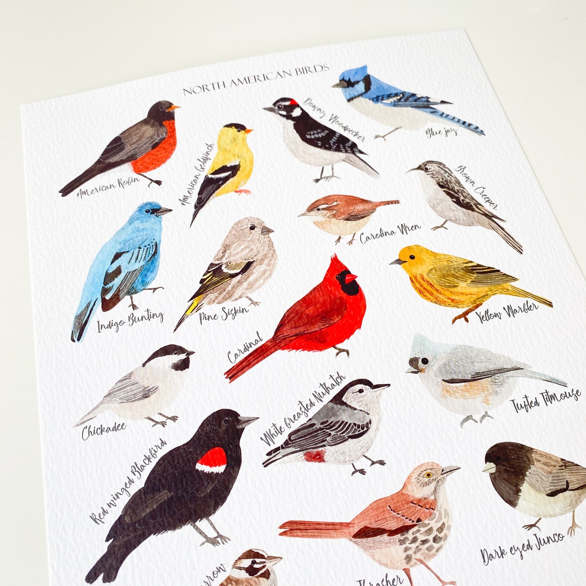 North American Birds Print Watercolour Art Print American - Etsy