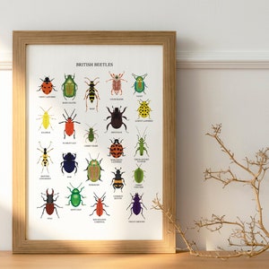 British Beetles Print - Beetles Print - Insect Poster Print - Beetle ...