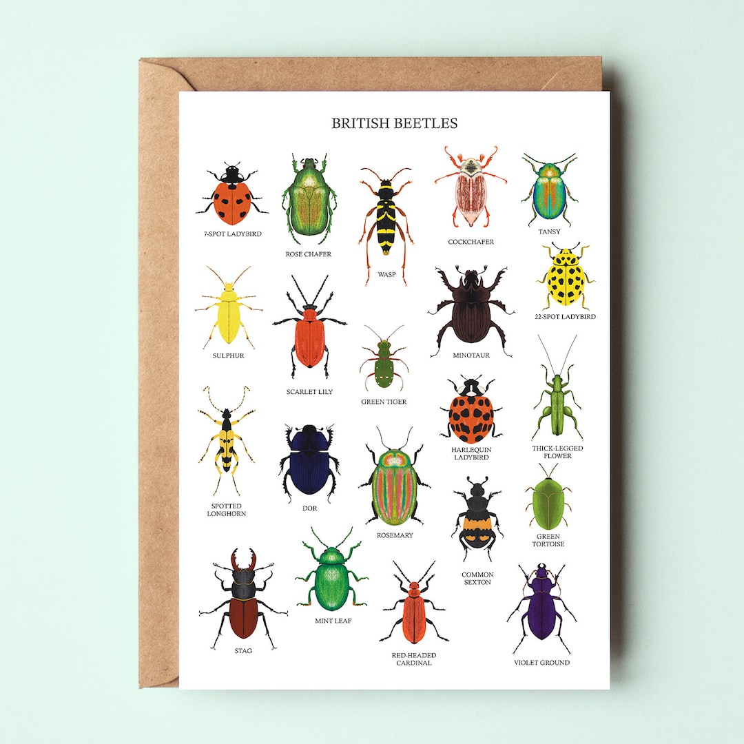 British Beetles Card - Beetle Greetings Card - Beetle Art - British ...