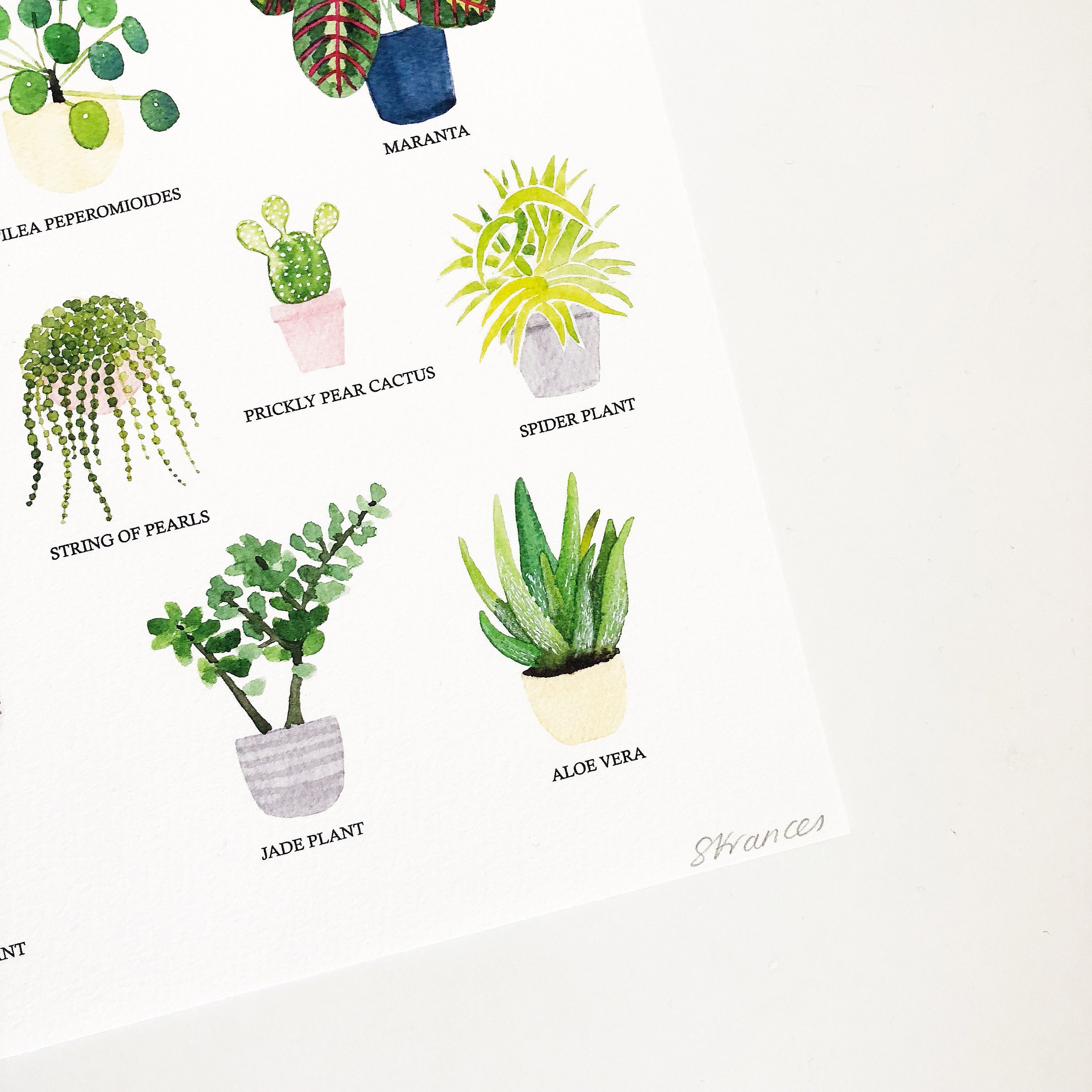 Indoor Plants Print House Plants Print Watercolour Plant - Etsy