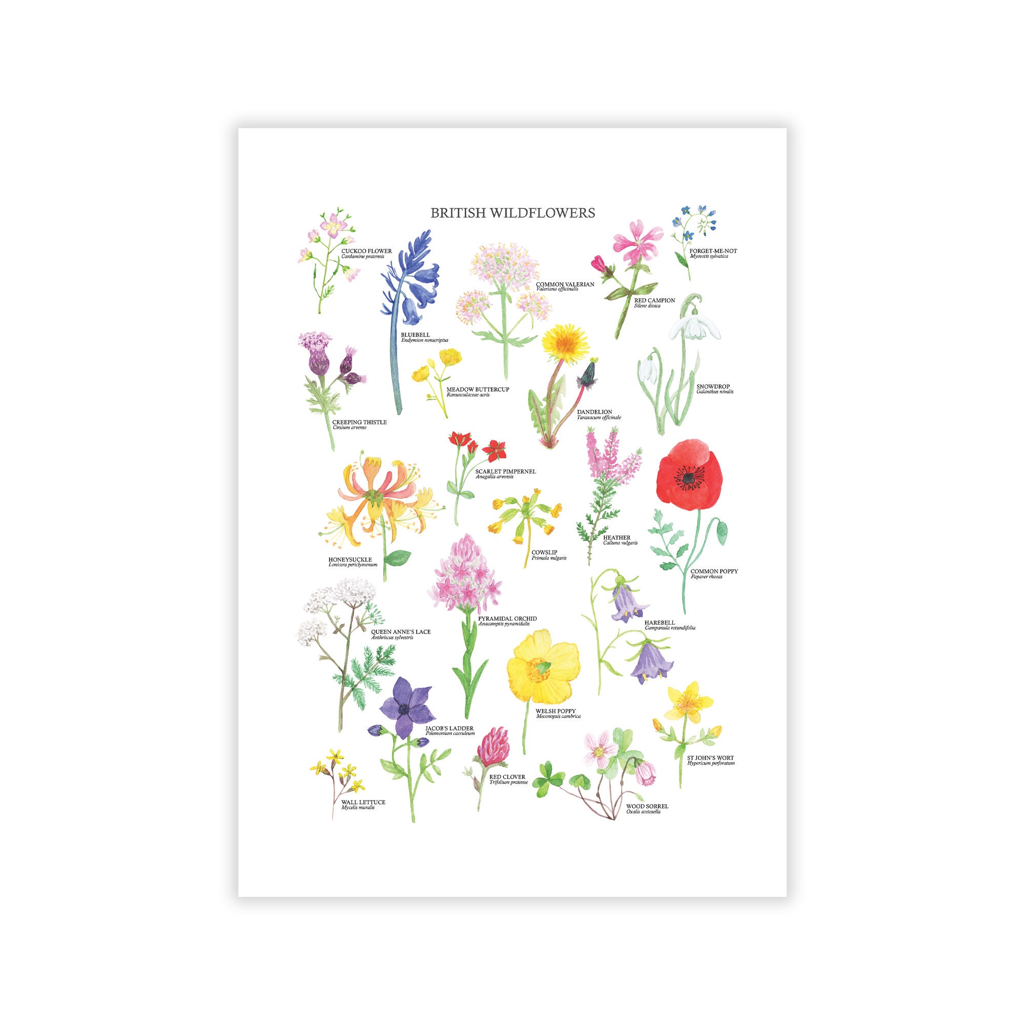 British Wildflowers Print Wildflower Art Poster - Etsy UK