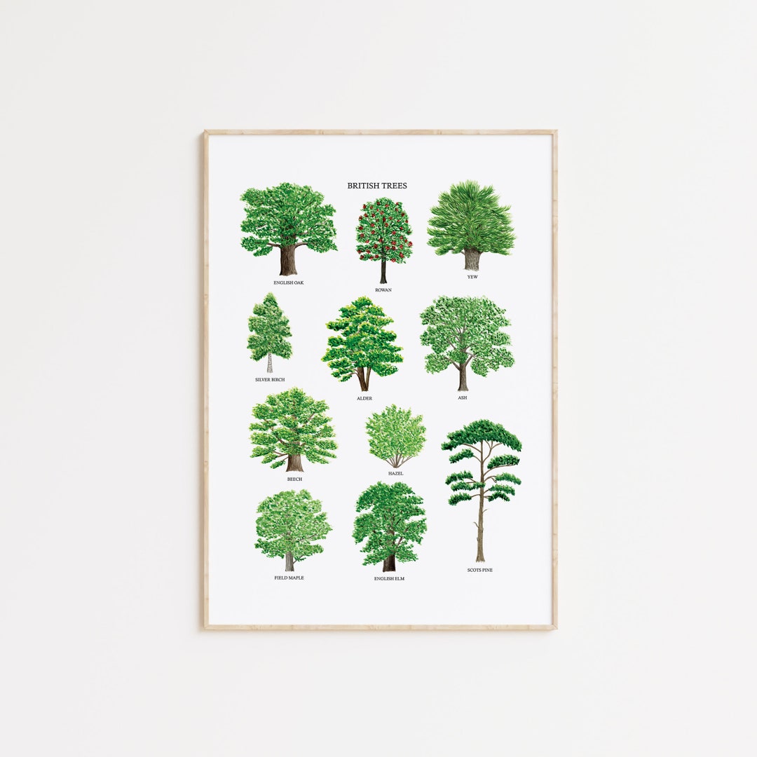 British Trees Print Watercolour Tree Print Tree Art Poster - Etsy