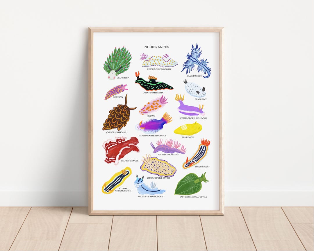 Nudibranch Print - Sea Slug Identification Print - Sea Slug ...