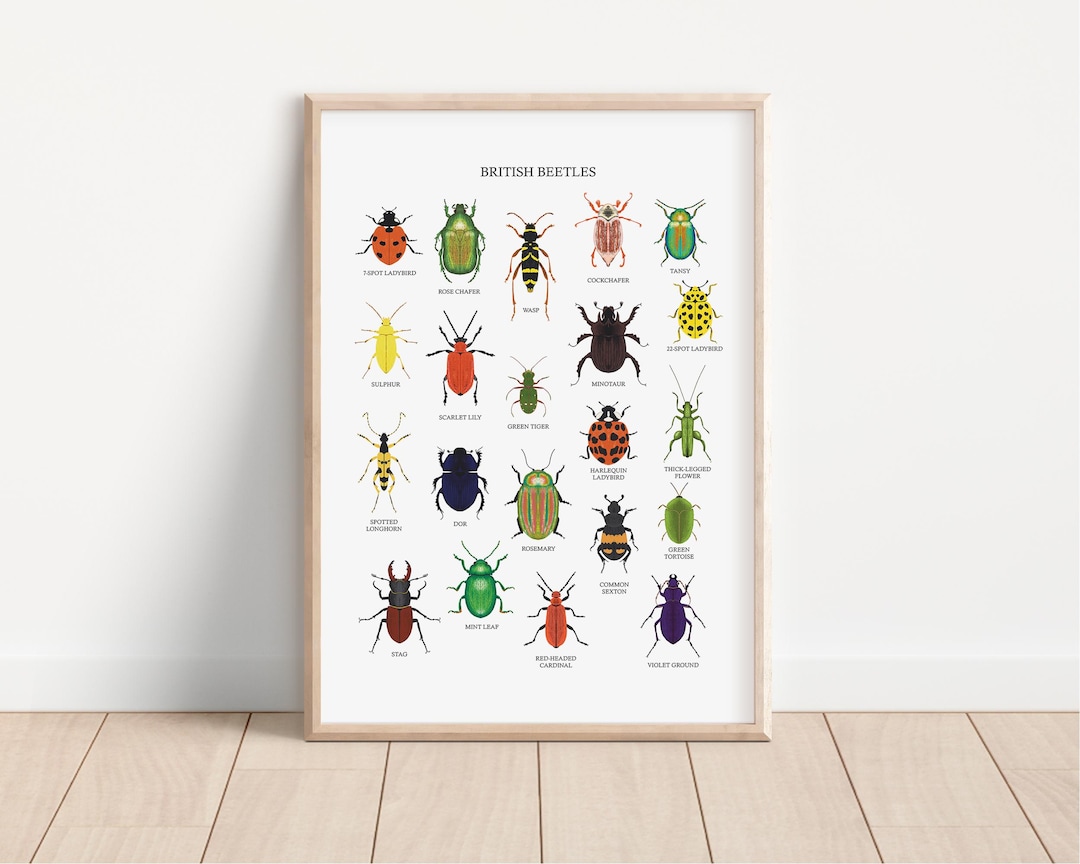 British Beetles Print - Beetles Print - Insect Poster Print - Beetle ...
