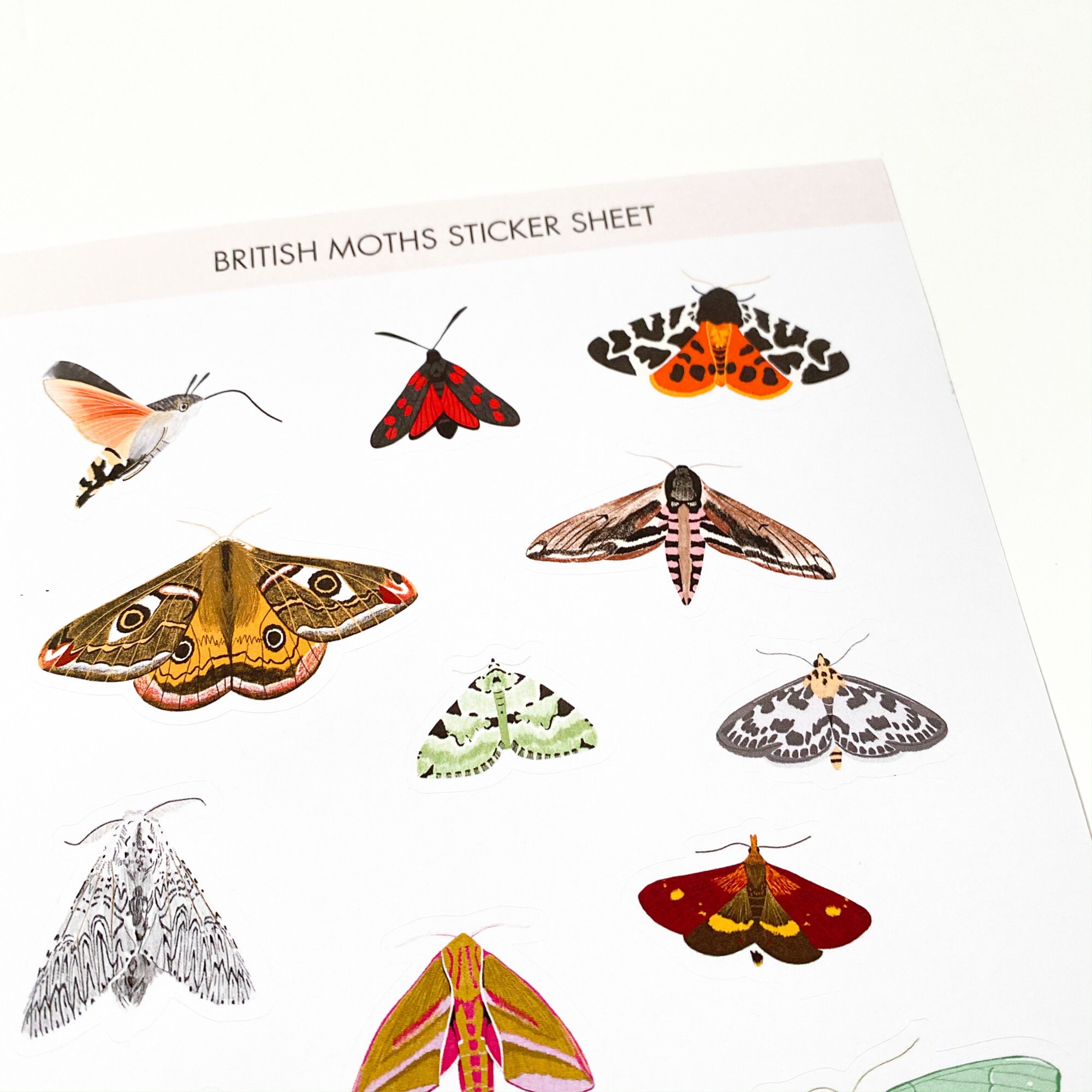 British Moths Sticker Sheet - British Nature Sticker Sheet - Insect ...