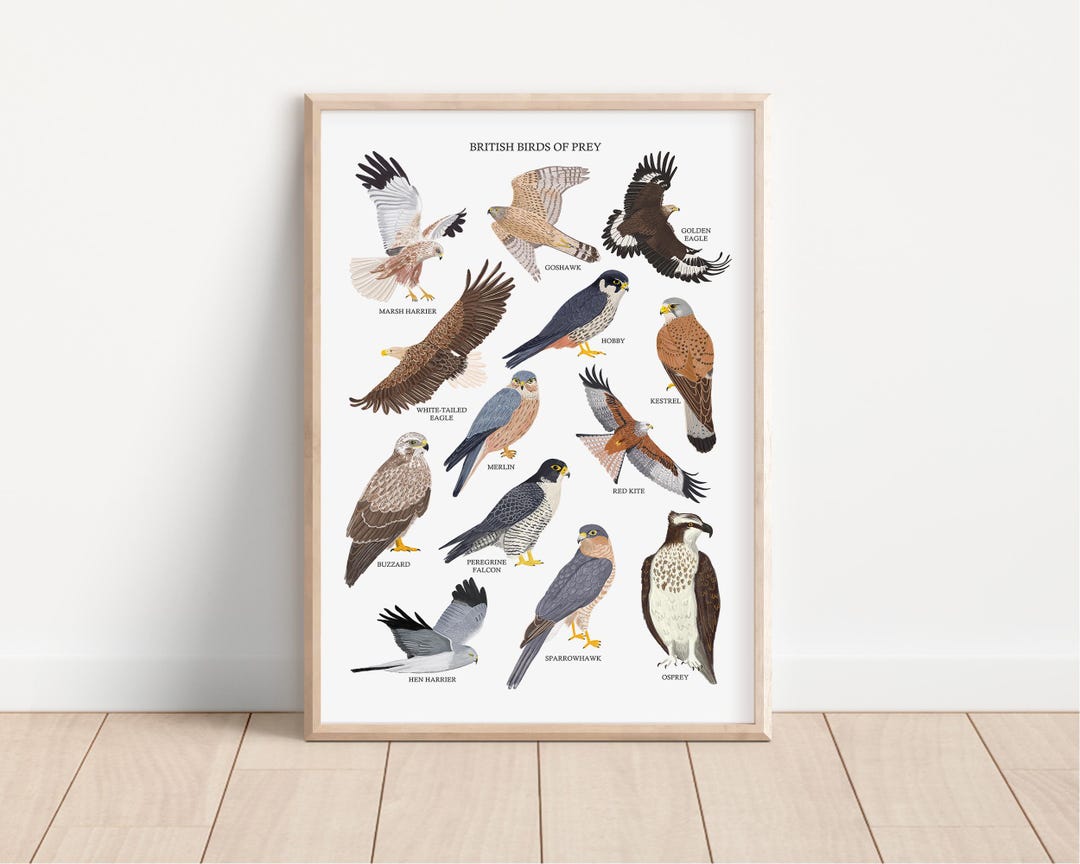 British Birds of Prey Print - Birds of Prey UK Art Print - Bird Gift ...