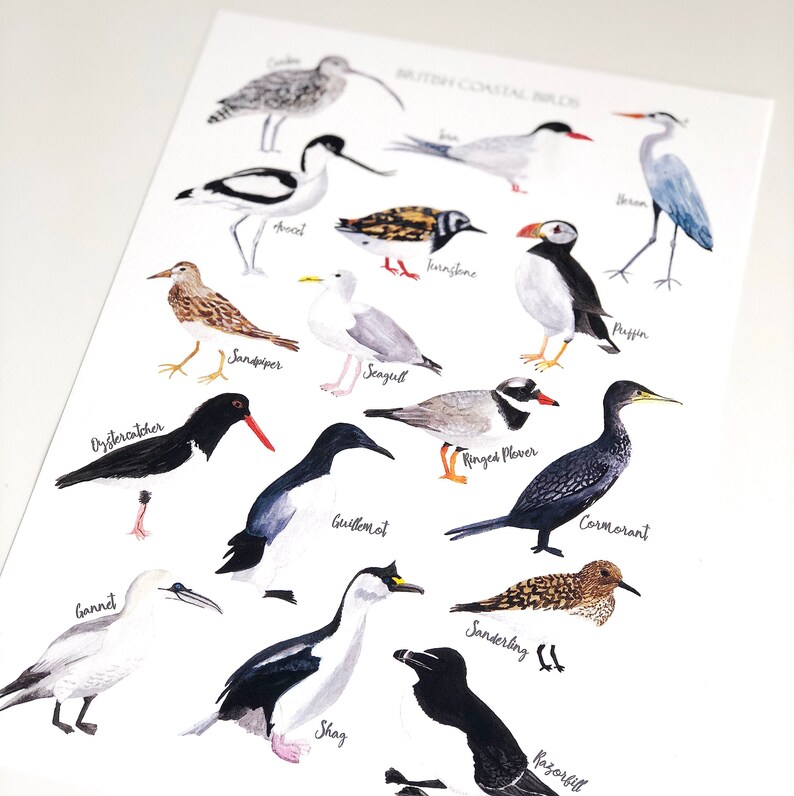 British Coastal Birds Print Bird Illustration Watercolour - Etsy UK