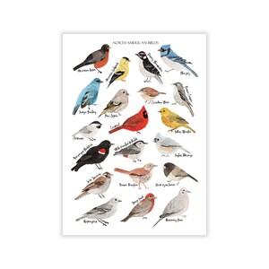 North American Birds Print Watercolour Art Print American - Etsy