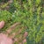 Penstemon Seeds for Plants, Native Plant Seeds for Planting, Pollinator ...