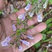 Penstemon Seeds for Plants Native Plant Seeds for Planting - Etsy